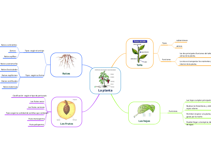 La planta - Mind Map